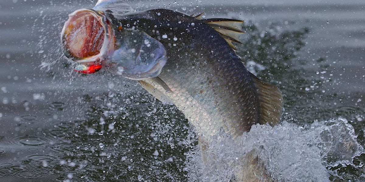 Fishing Barra Lures | Freddy's